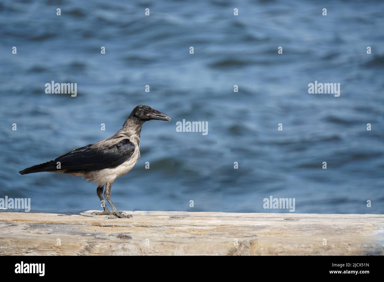 Crows and seaside hi-res stock photography and images - Alamy