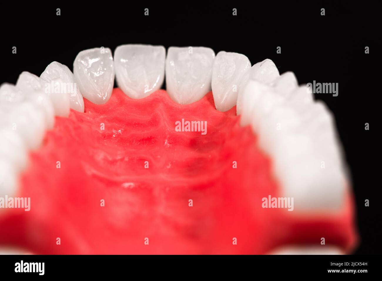 Lower human jaw with teeth anatomy model isolated on black background ...