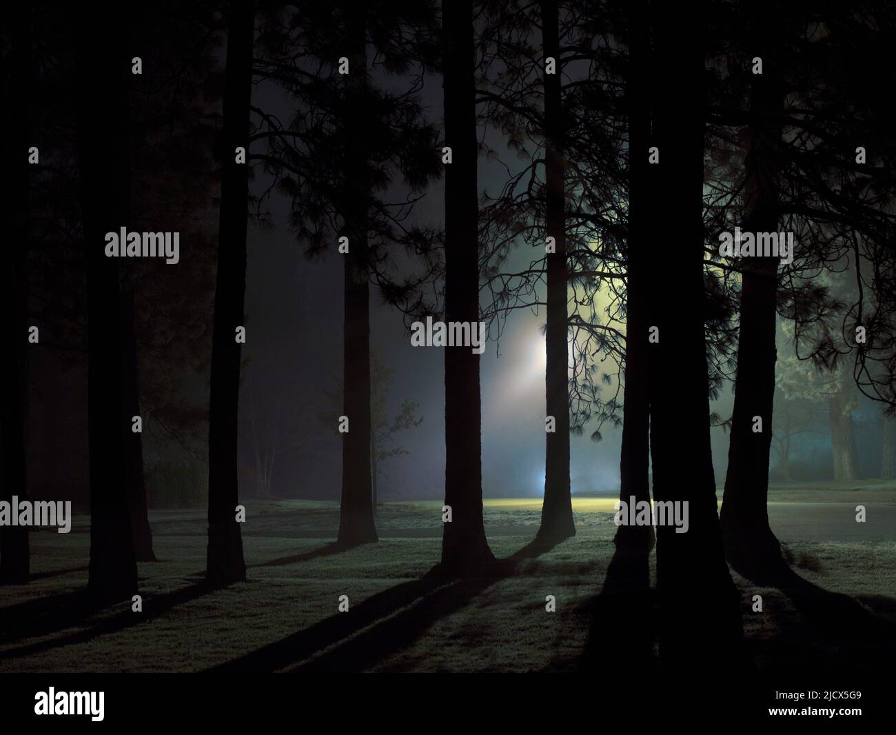 Night forest no light hi-res stock photography and images - Alamy
