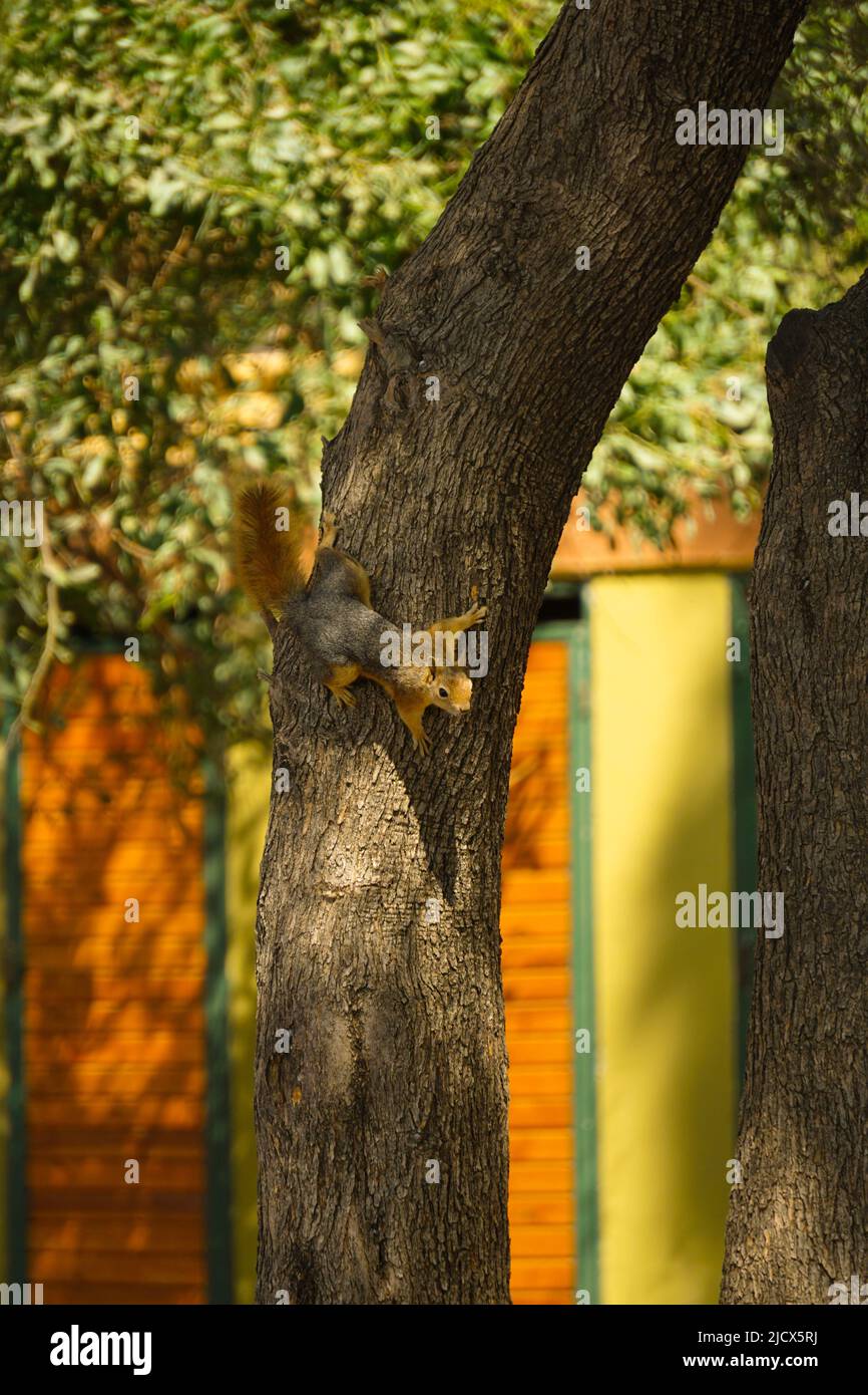 Squirrel on the tree in the nature close up view Stock Photo - Alamy