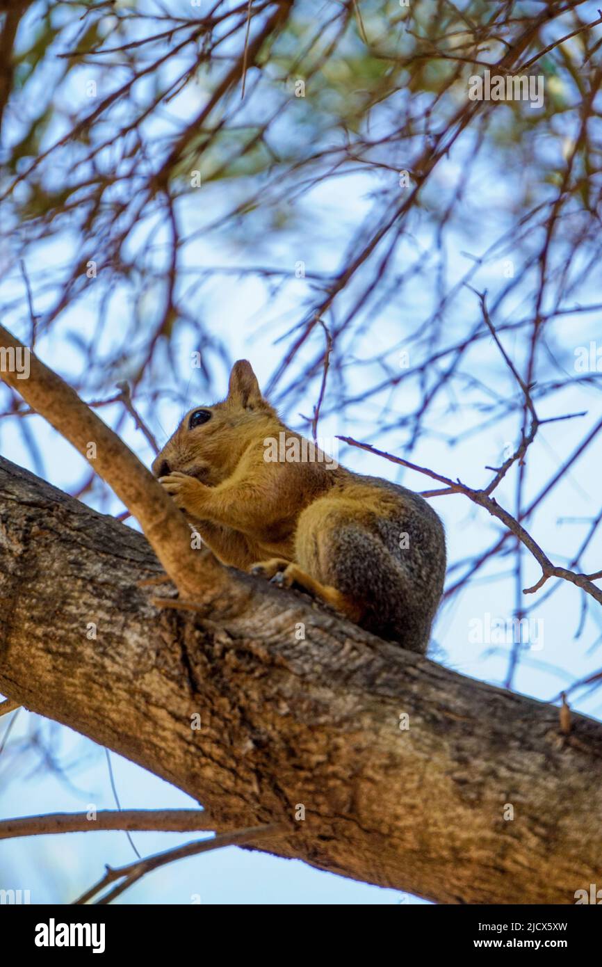 Squirrel on the tree in the nature close up view Stock Photo - Alamy
