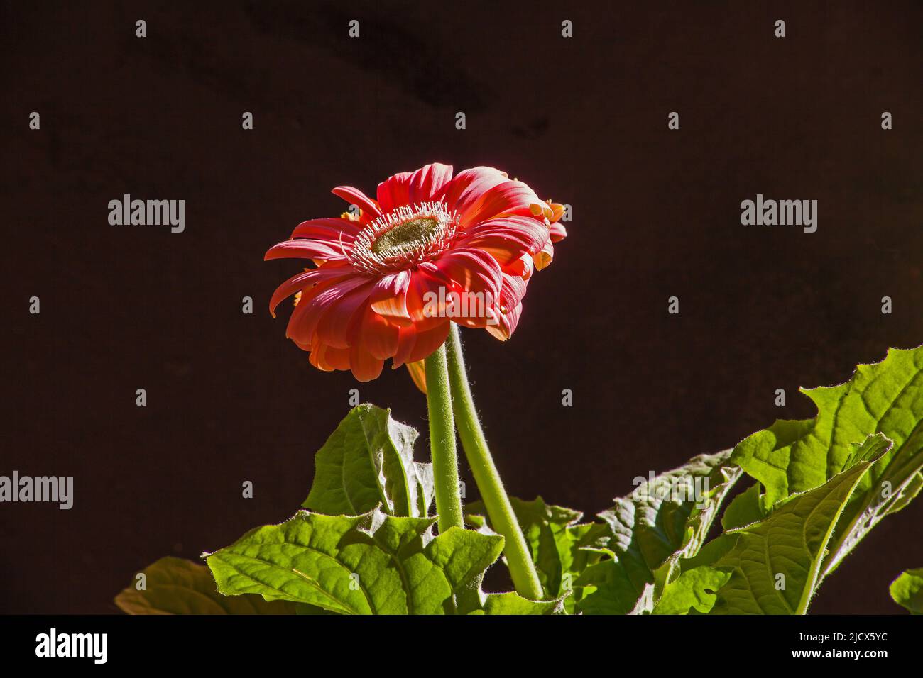 Gerbera hybrid hi-res stock photography and images - Alamy