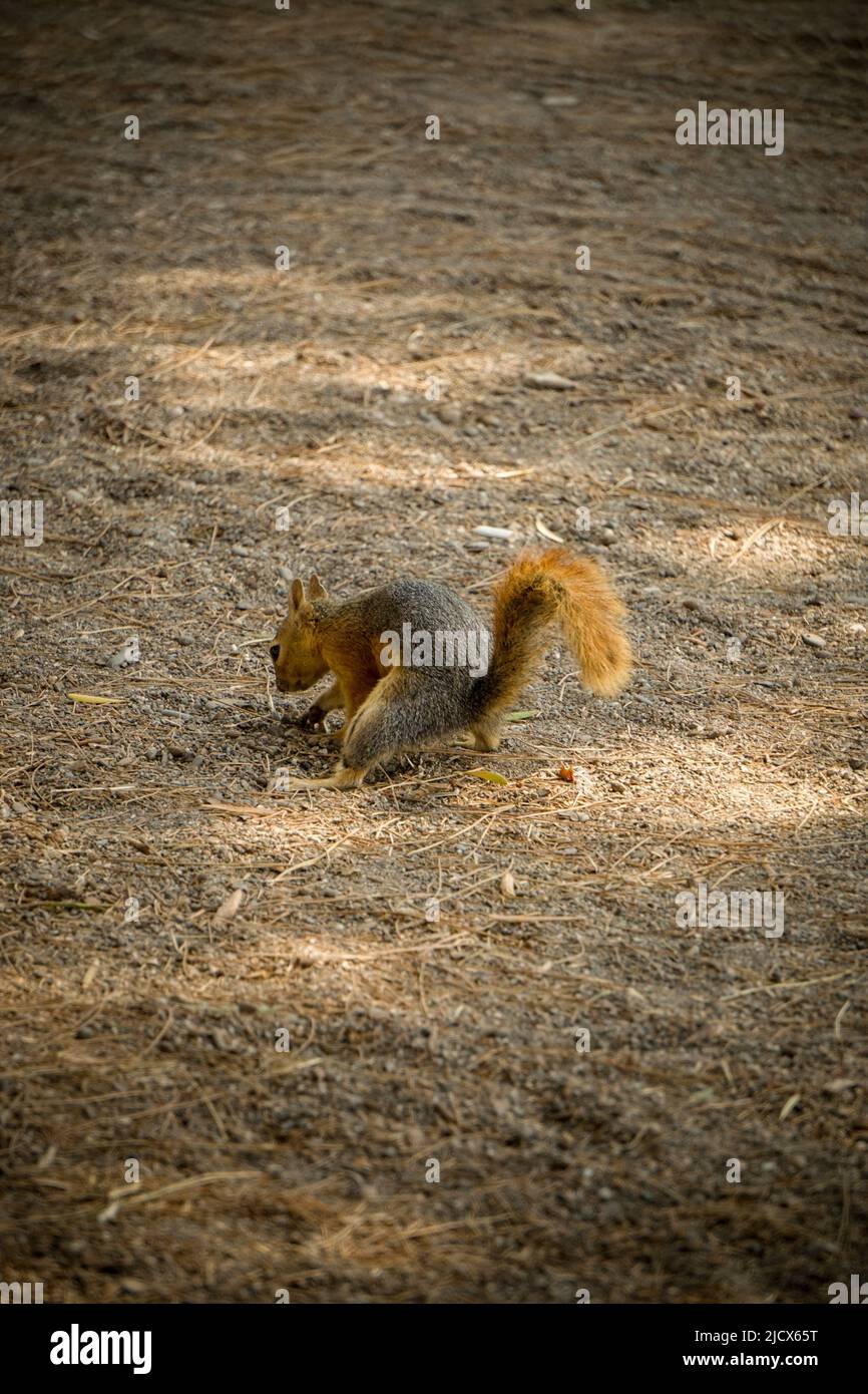 African Pygmy Squirrel Size
