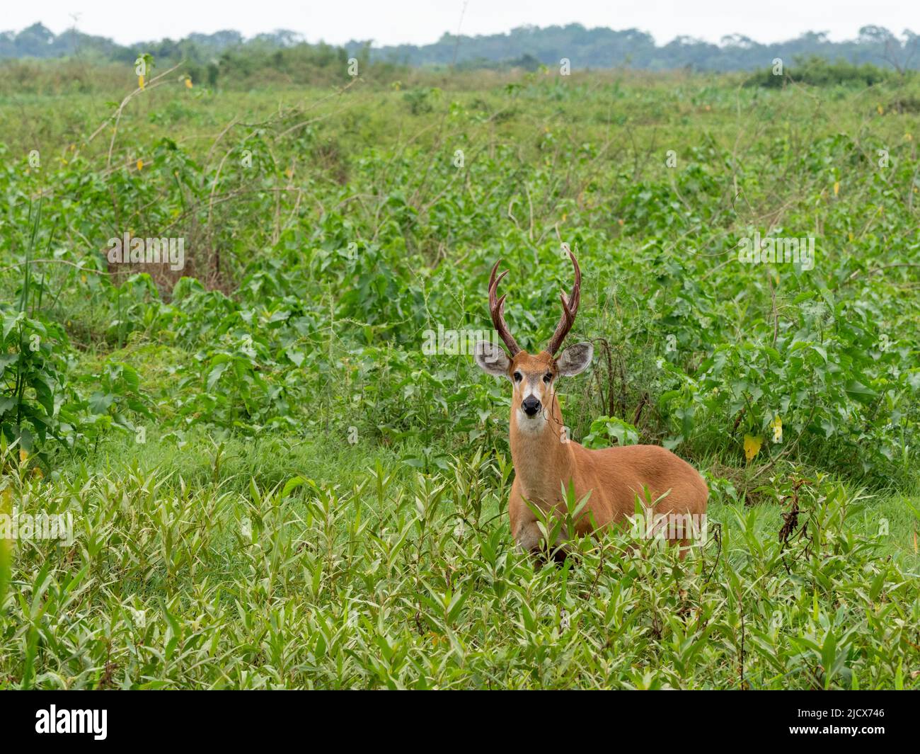 Adult marsh deer blastocerus dichotomus hi-res stock photography and ...