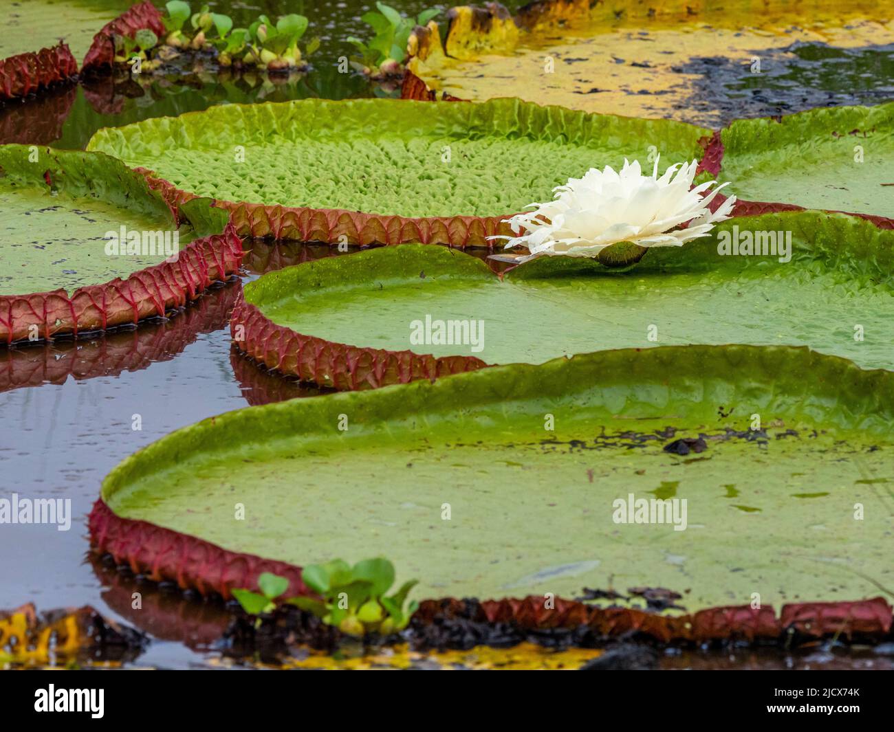Queen Victoria's water lily (Victoria amazonica), on the Rio Pixaim ...
