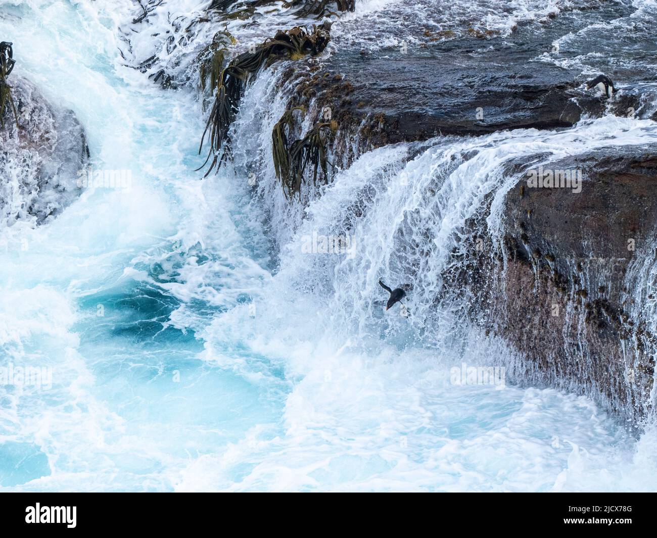 Southern rockhopper penguins (Eudyptes chrysocome), jumping in huge ...