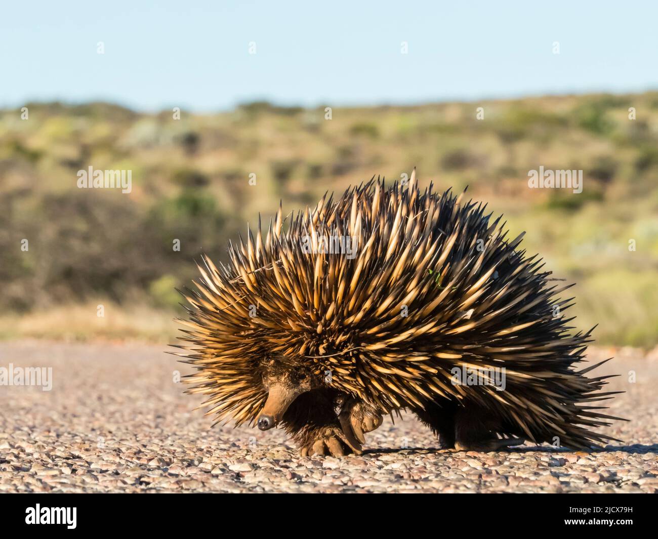 Short-beaked echidna (Tachyglossus aculeatus), crossing the road, Cape ...