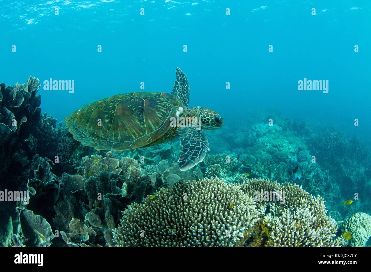 Adult green sea turtle (Chelonia mydas), underwater in Coral Bay ...
