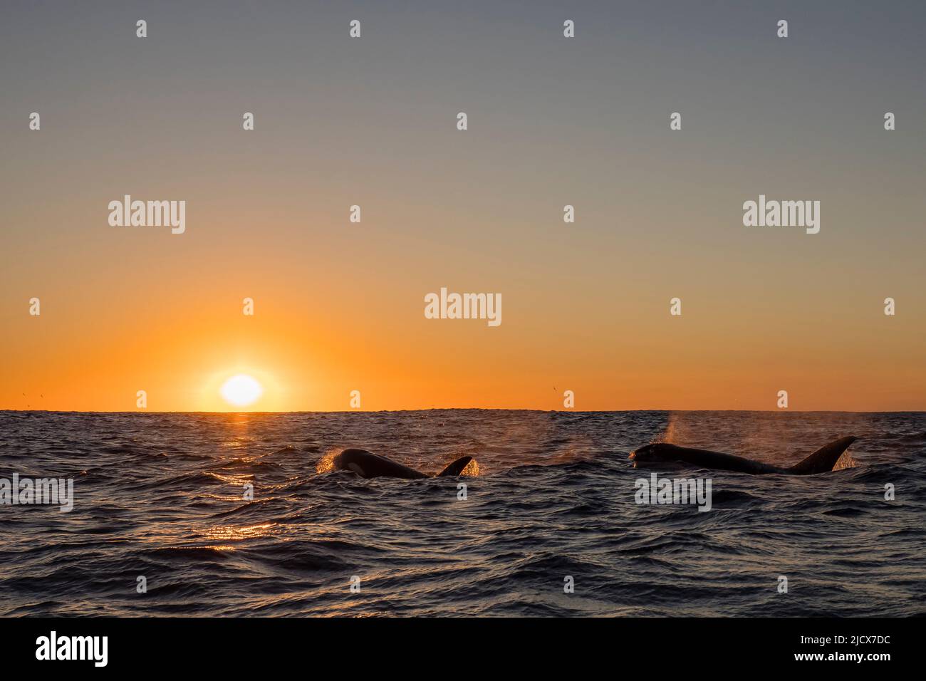 A pod of killer whales (Orcinus orca), surfacing at sunset on Ningaloo ...