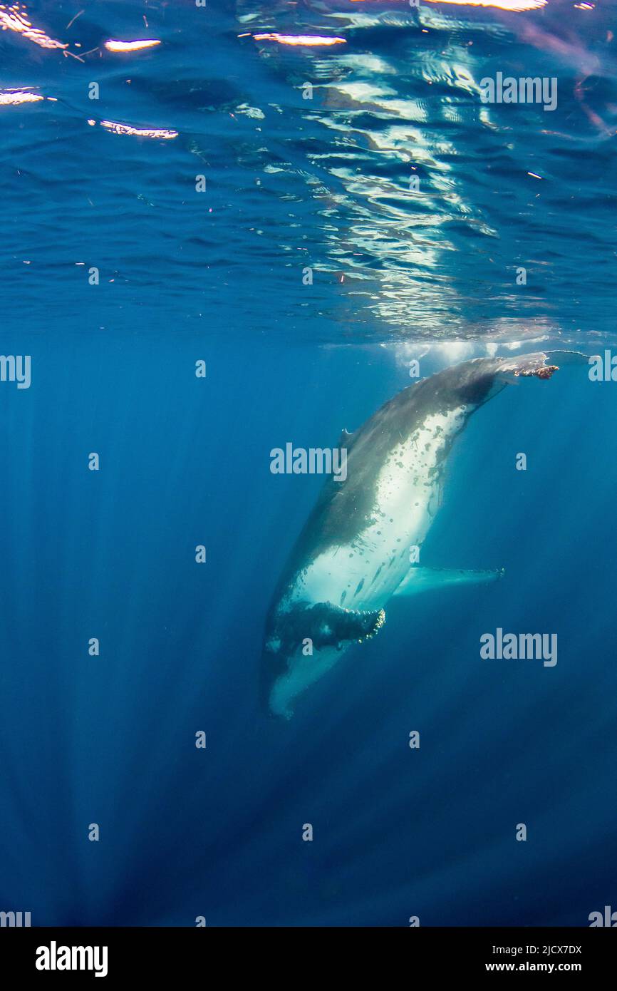 Adult underwater on ningaloo reef hi-res stock photography and images ...