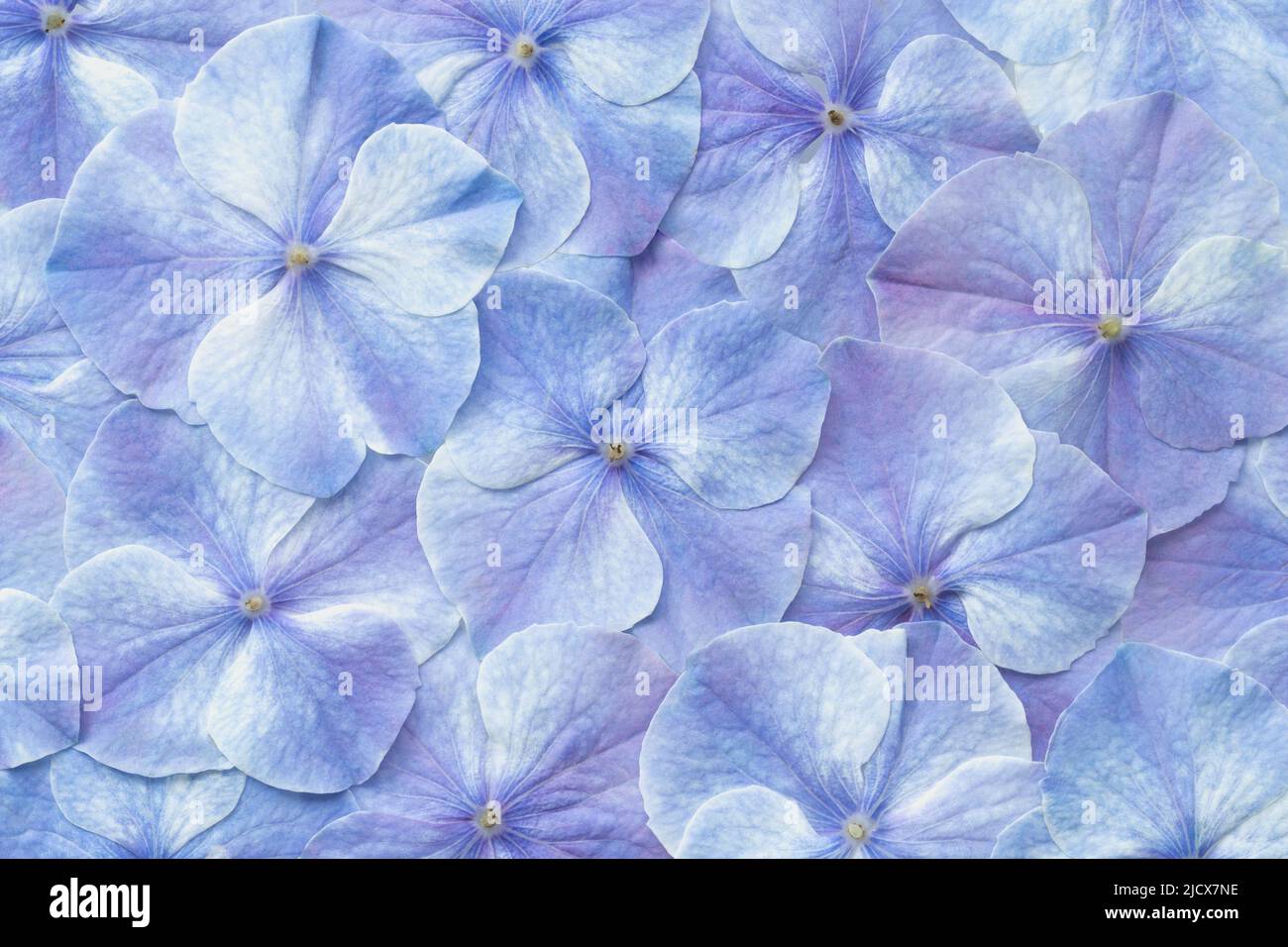 blue and purple hydrangea flower flat background texture. fresh and ...