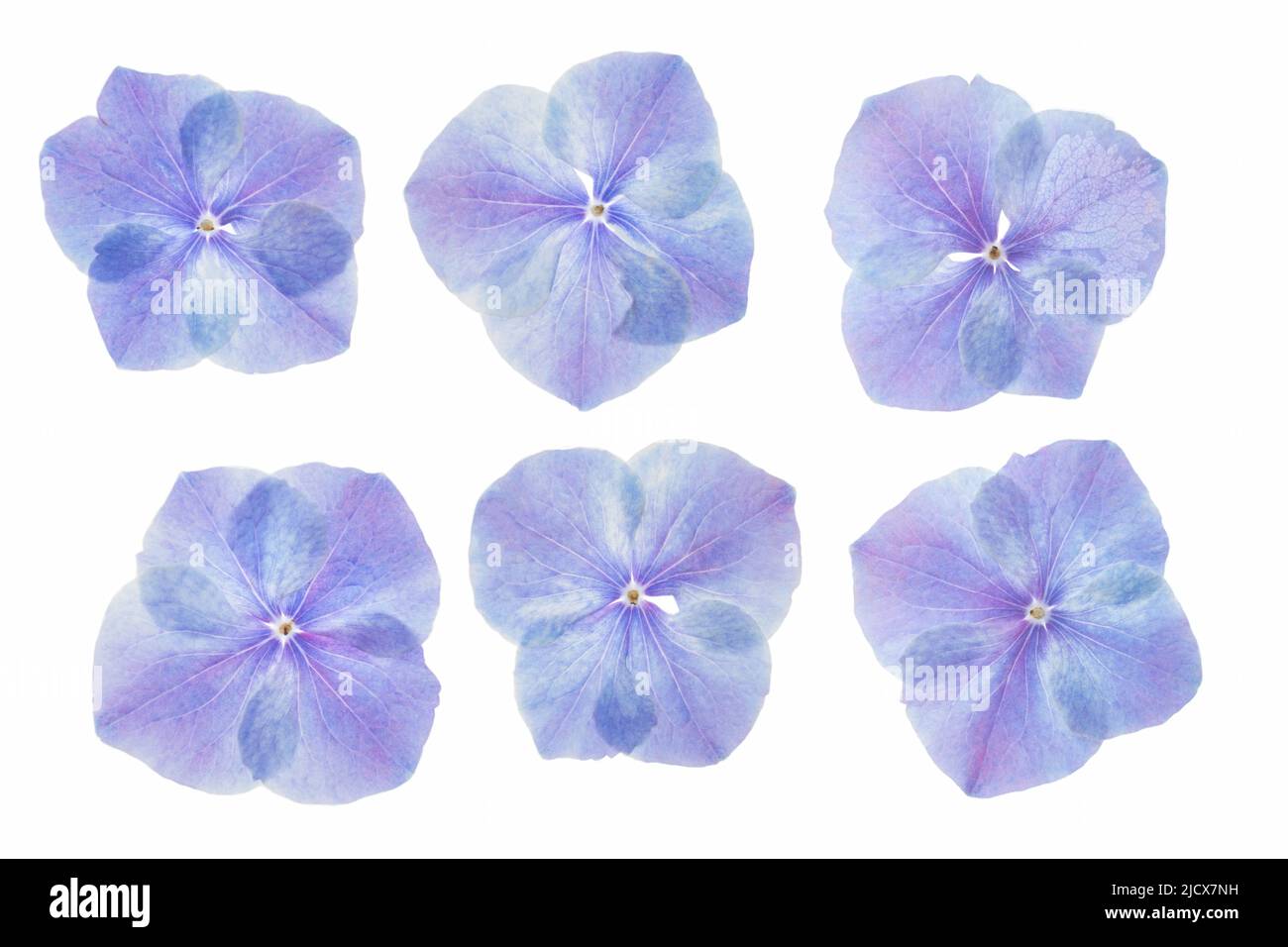 Isolated backlit blue and purple hydrangea flowers. Natural design ...