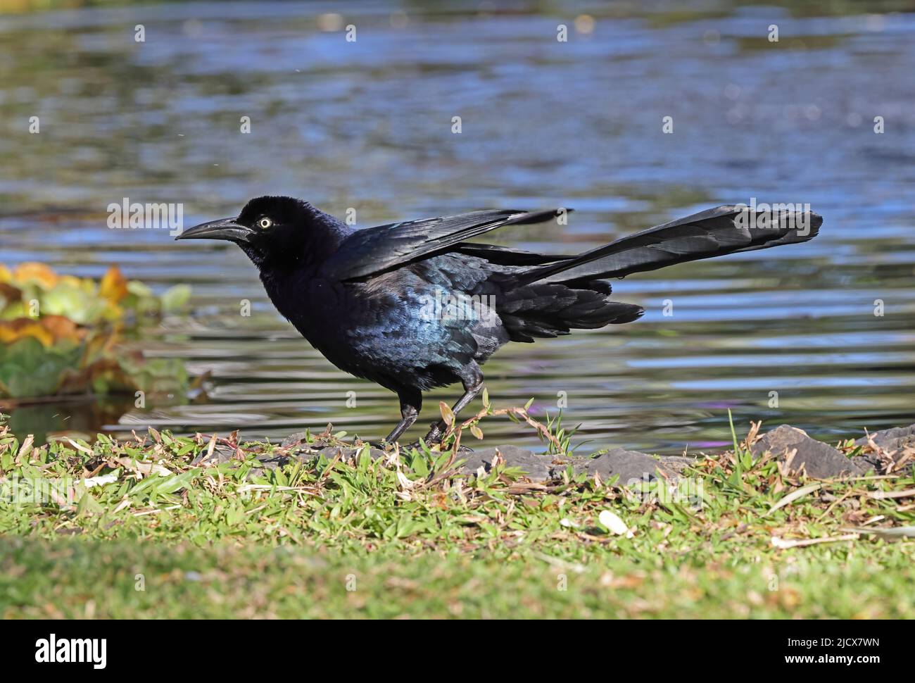 Great-tailed Grackle (Quiscalus mexicanus peruvianus) adult male ...