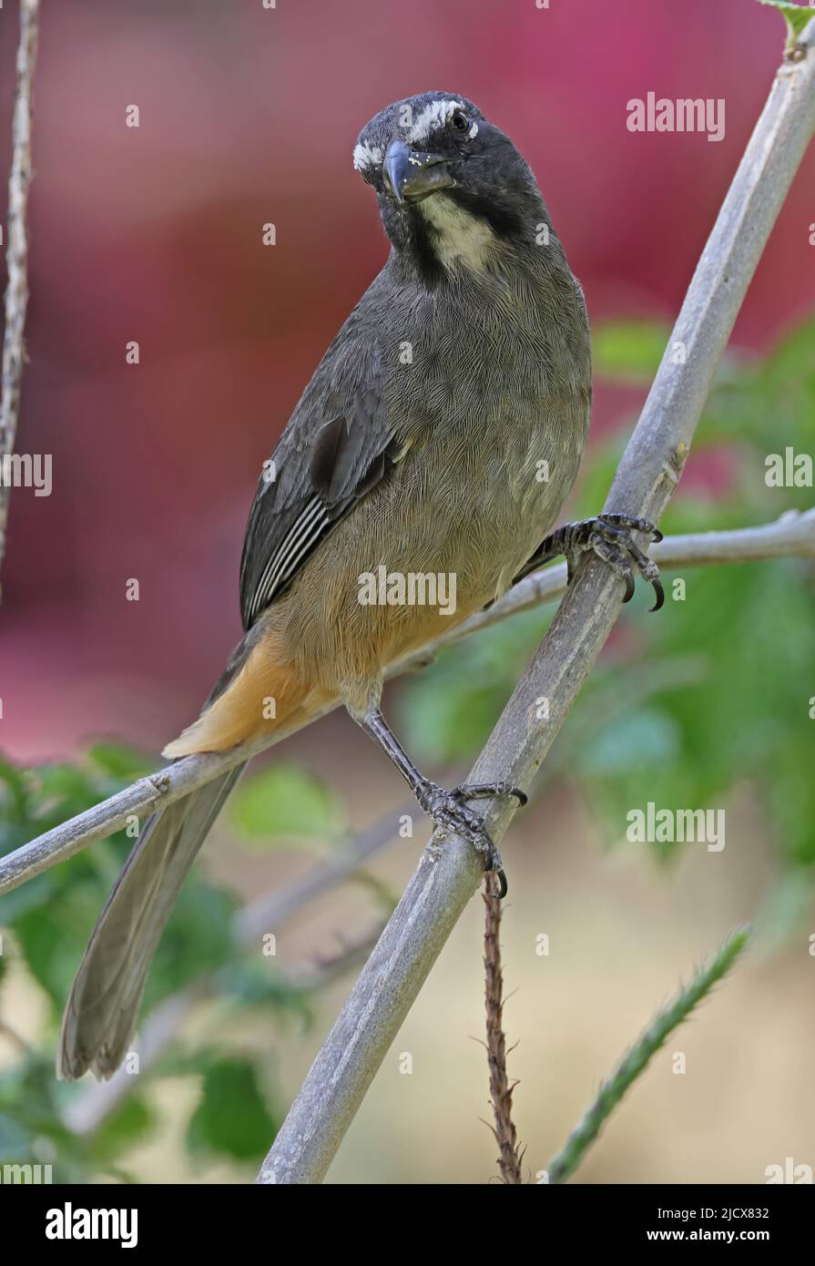 Saltator grandis hi-res stock photography and images - Alamy