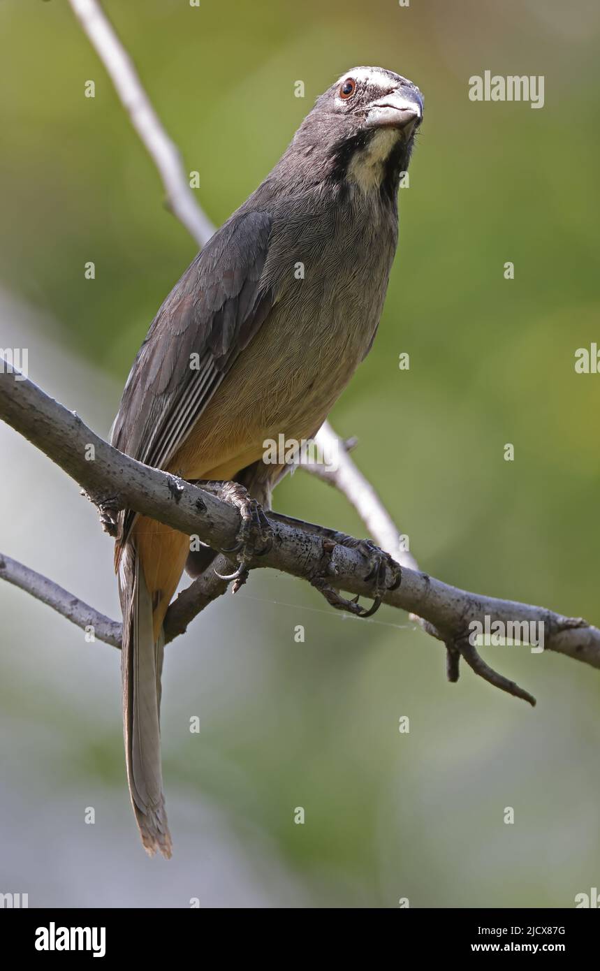 Northern grey saltator hi-res stock photography and images - Alamy