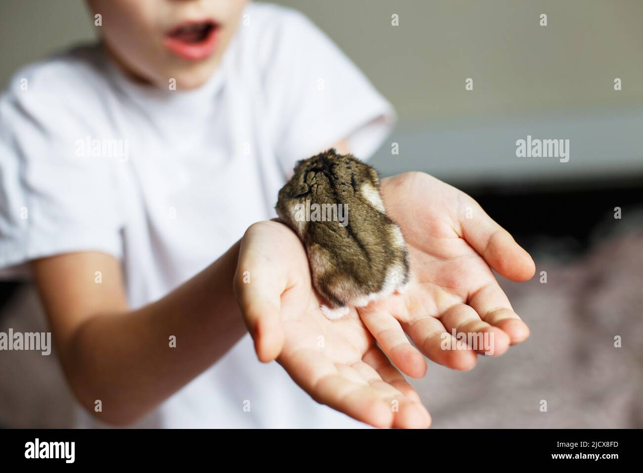 Cute little hamster in the child's hands close Stock Photo - Alamy