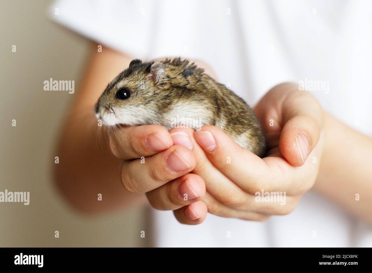 Cute little hamster in the child's hands close Stock Photo - Alamy