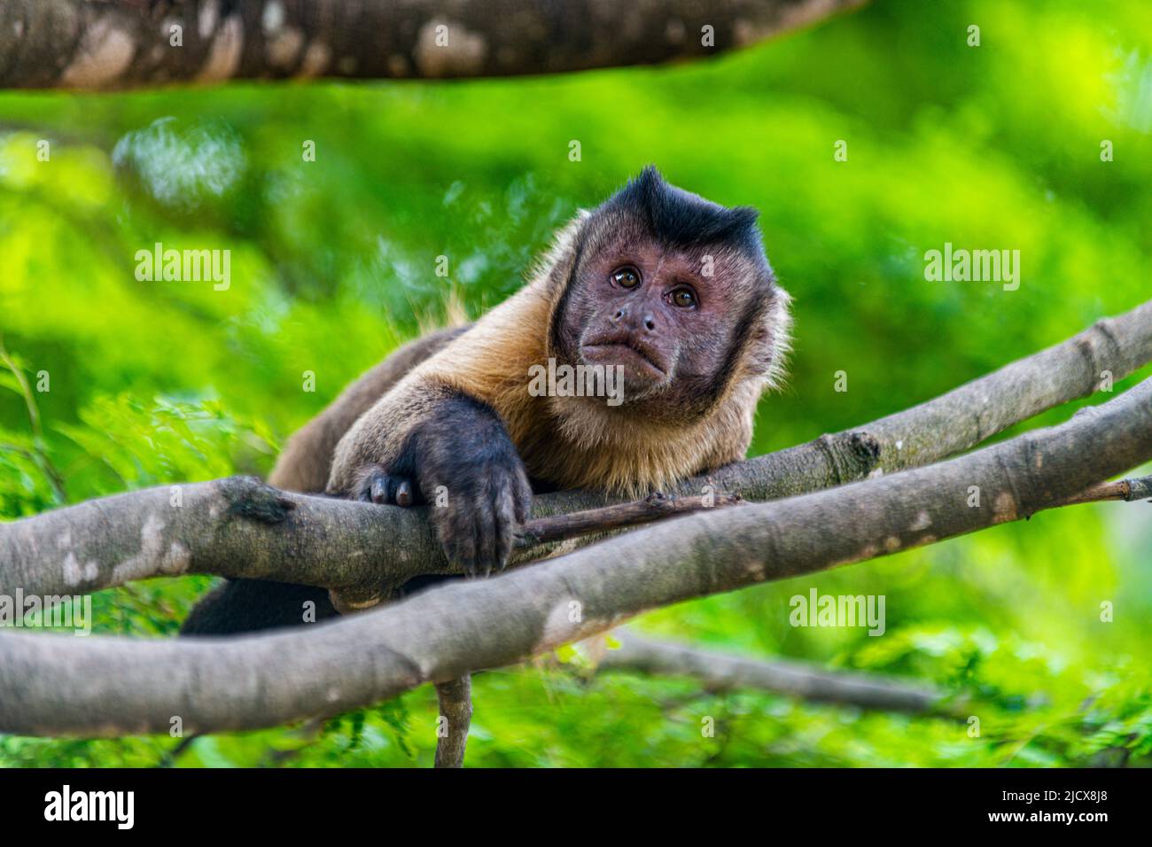 Capuchin monkey (Cebinae), sitting on branch, Forest Park Sinop, Sinop ...