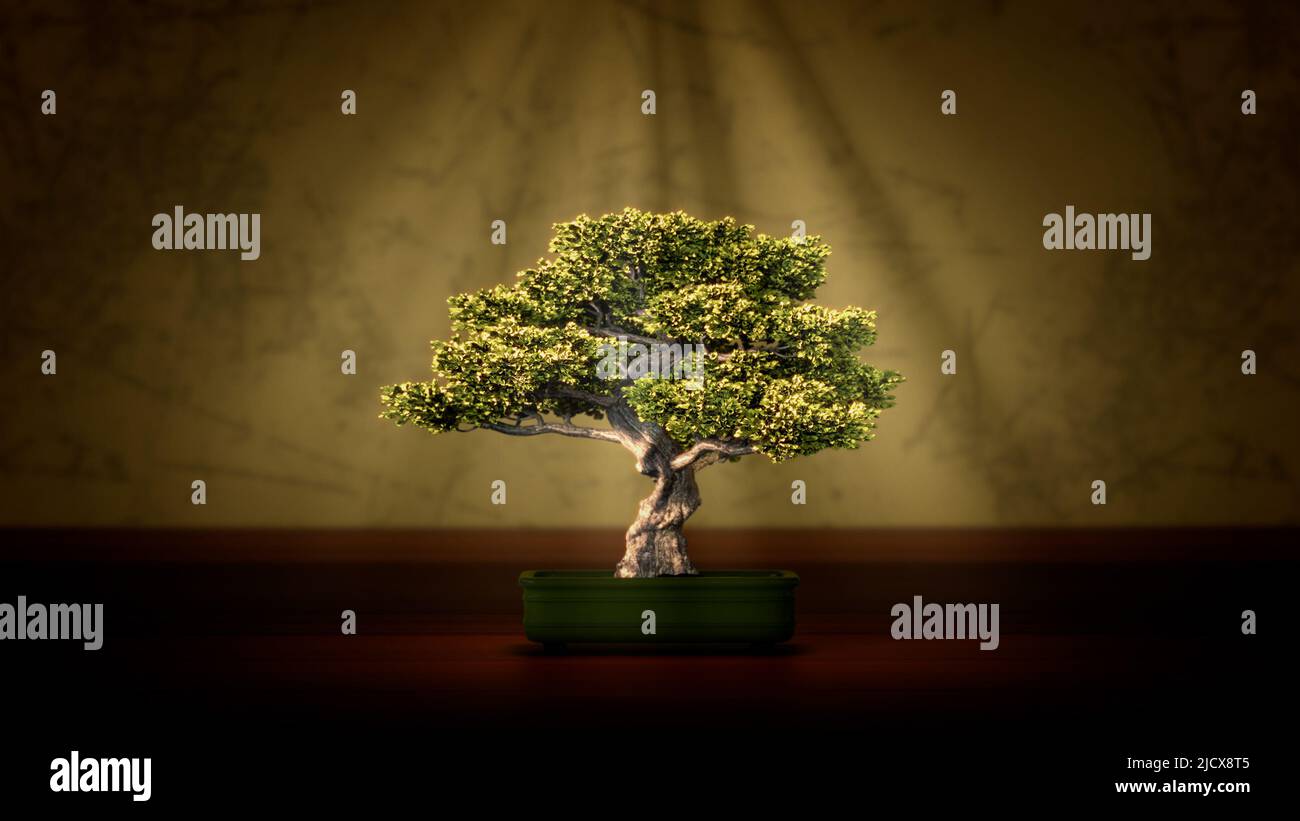 Japanese bonsai tree on dark wall backdrop - nature 3D illustration ...