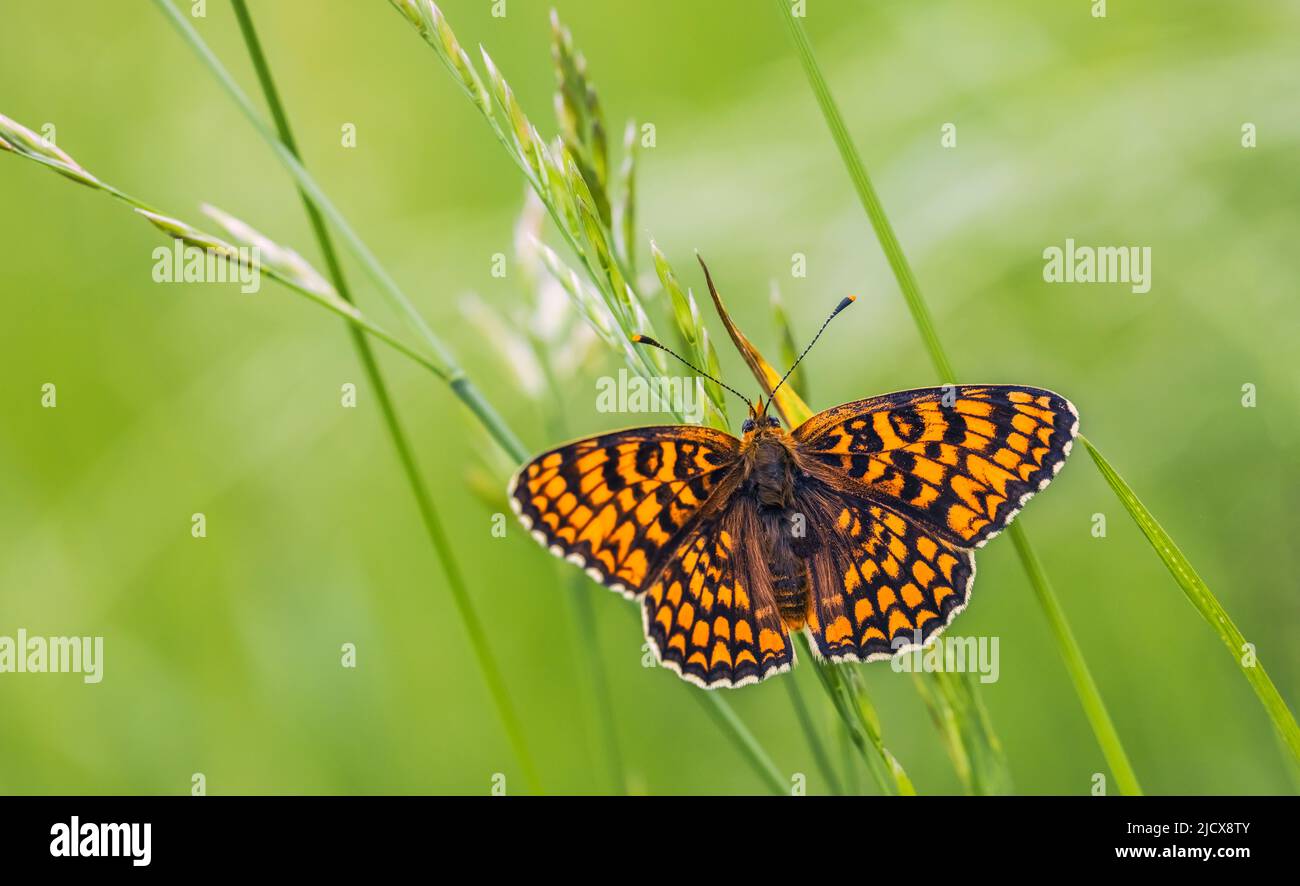 Butterfly, Knapweed Fritillary - Melitaea phoebe, close up photo Stock ...