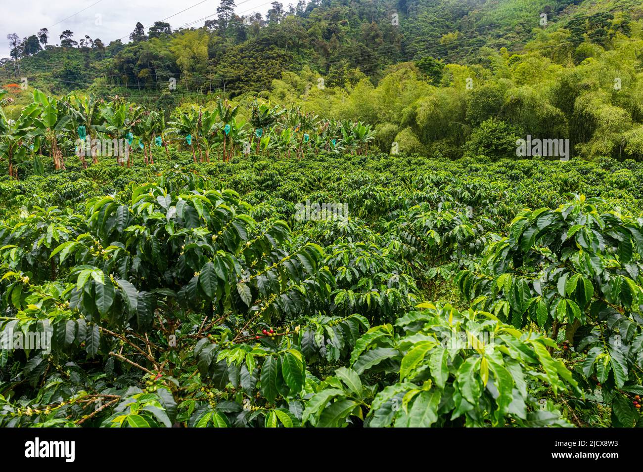 Coffee bushes and beans, Zona Cafetera, Colombia, South America Stock ...