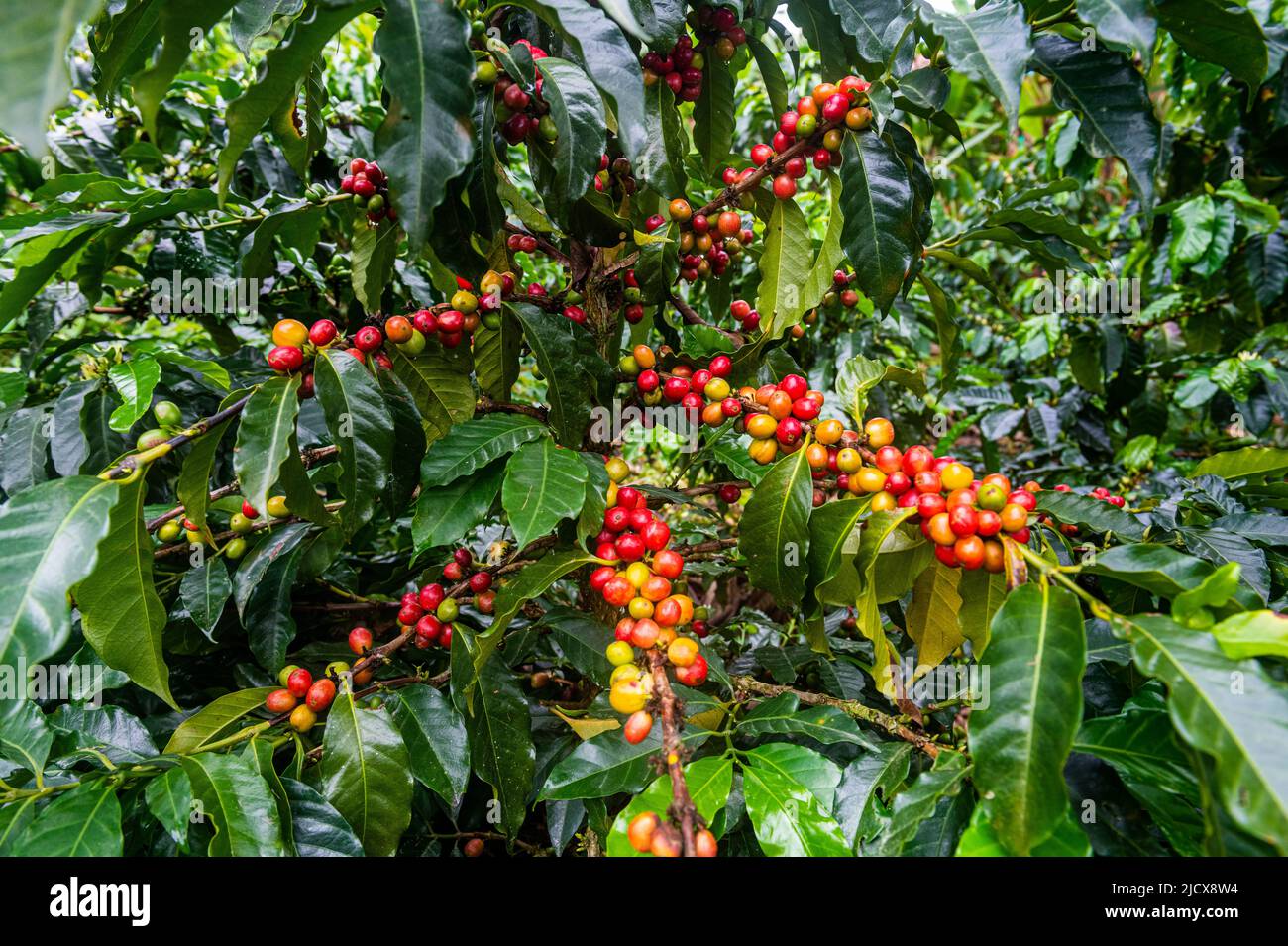 Coffee bushes and beans, Zona Cafetera, Colombia, South America Stock ...