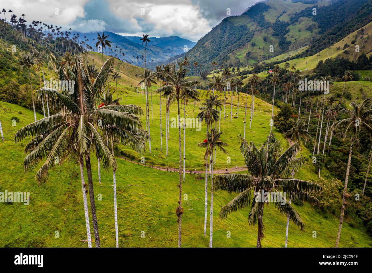 Wax palms, largest palms in the world, Cocora Valley, UNESCO World ...