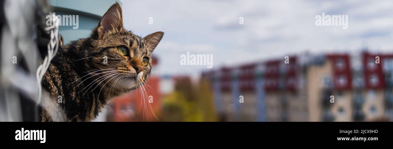 Cat on balcony with blurred Wroclaw at background, banner Stock Photo ...