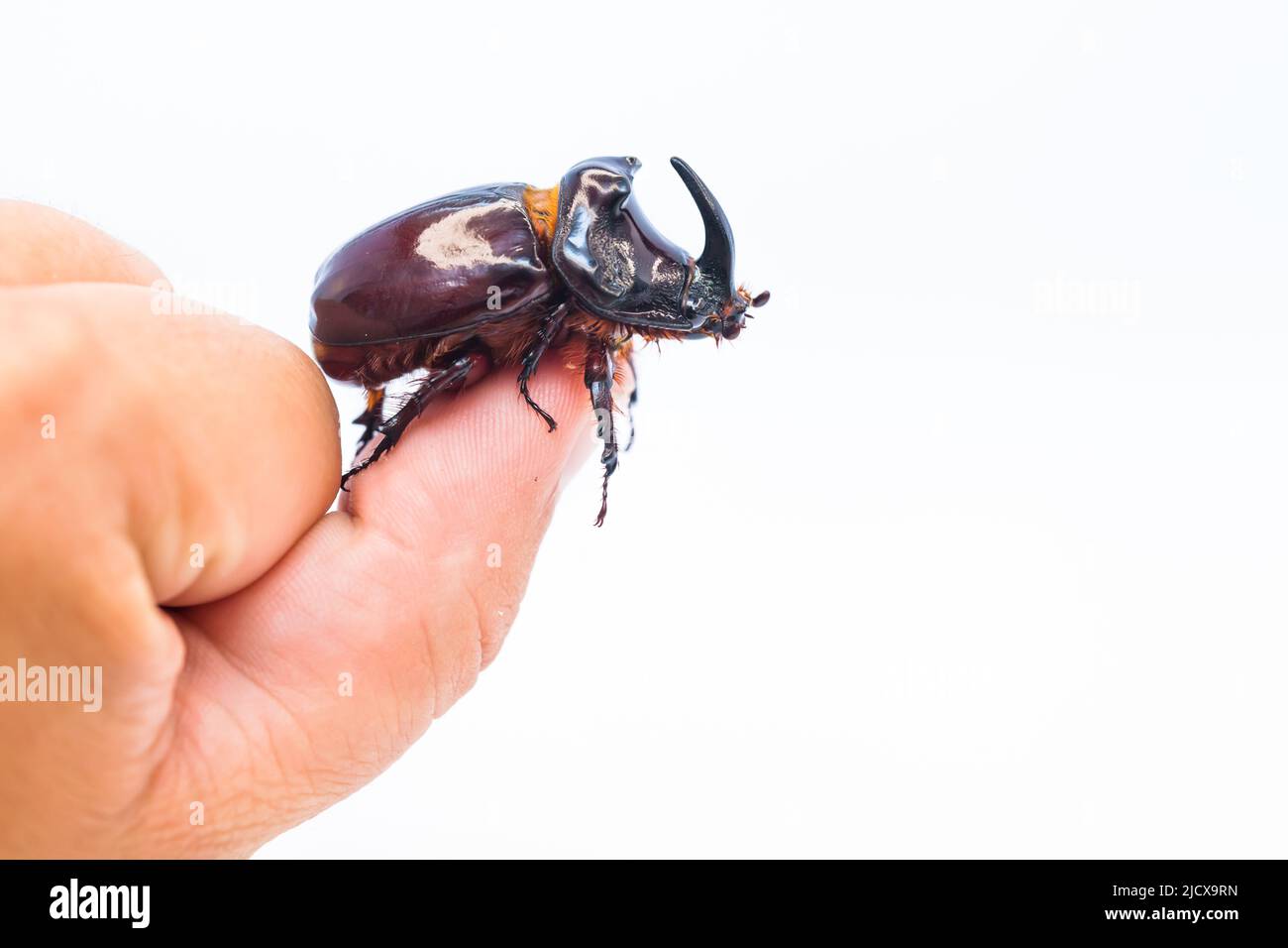 Hercules Beetle Flying