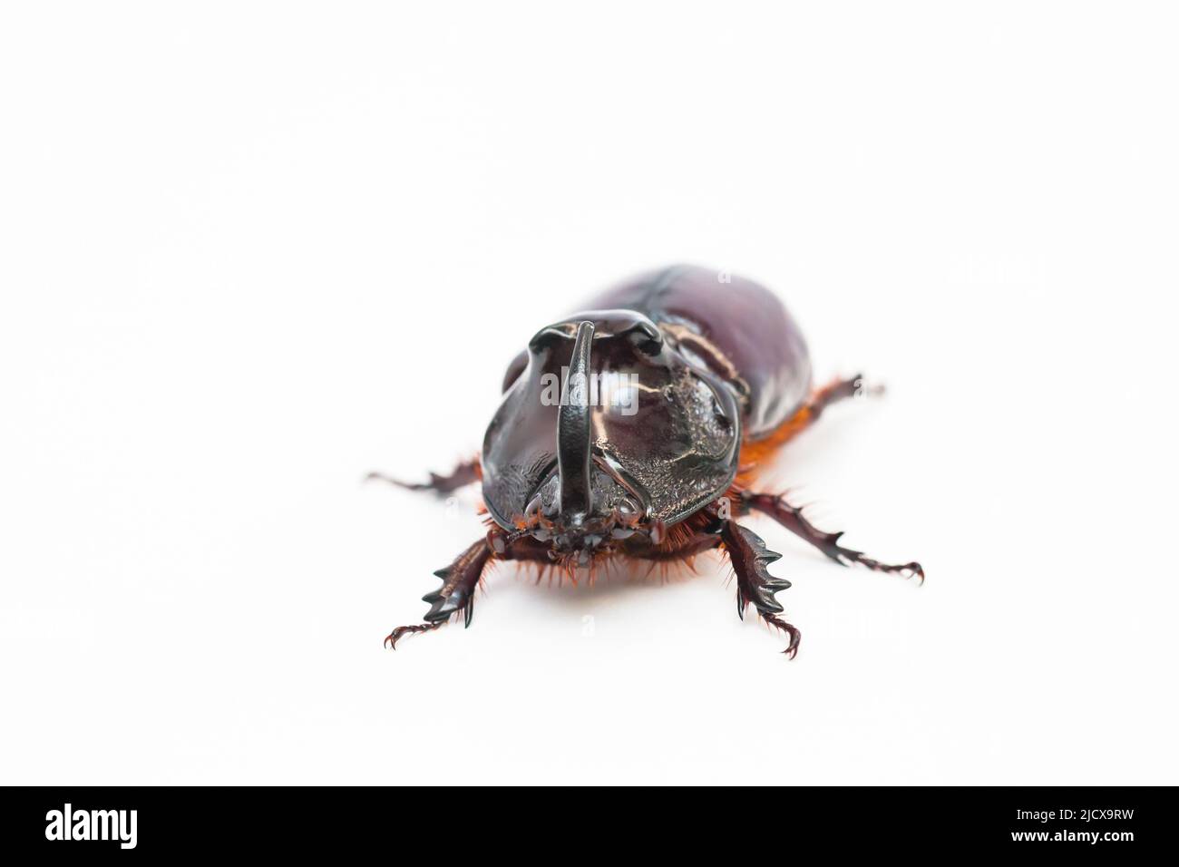 The European rhinoceros beetle (Oryctes nasicornis) is a large flying ...