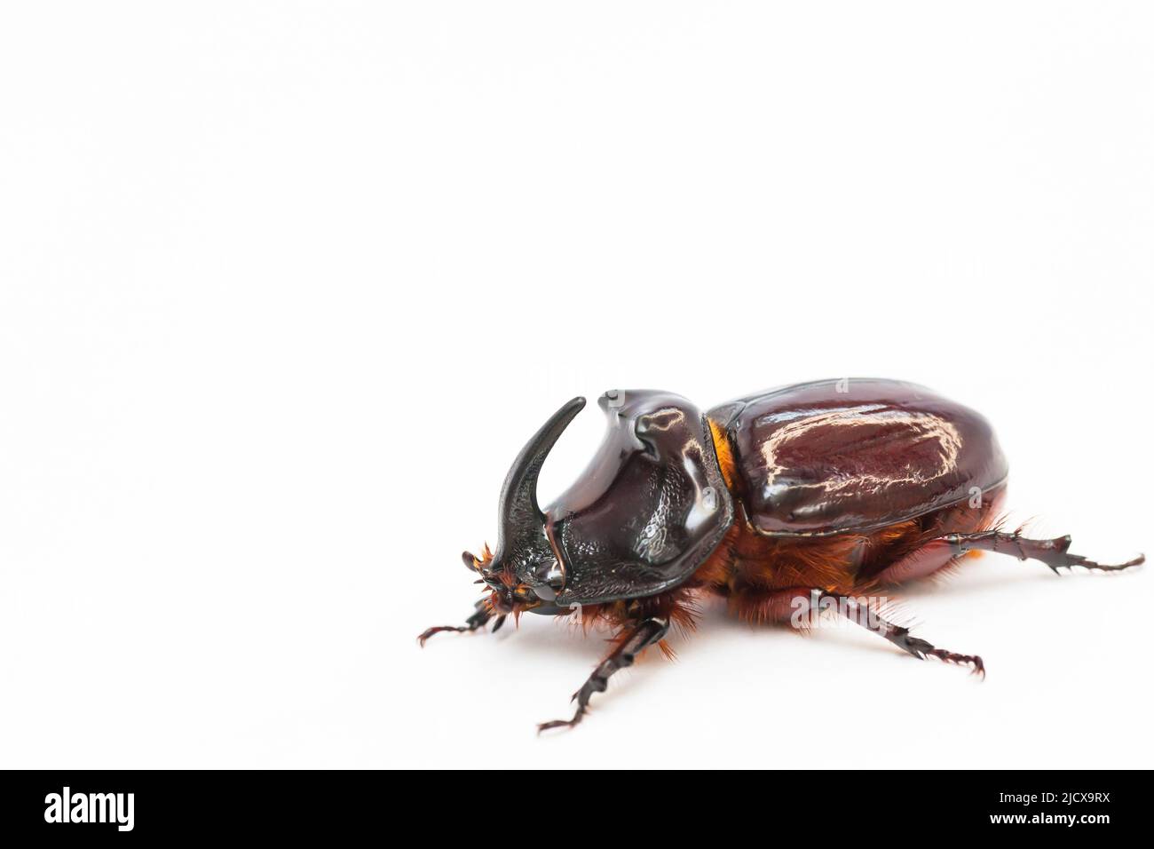 The European rhinoceros beetle (Oryctes nasicornis) is a large flying ...