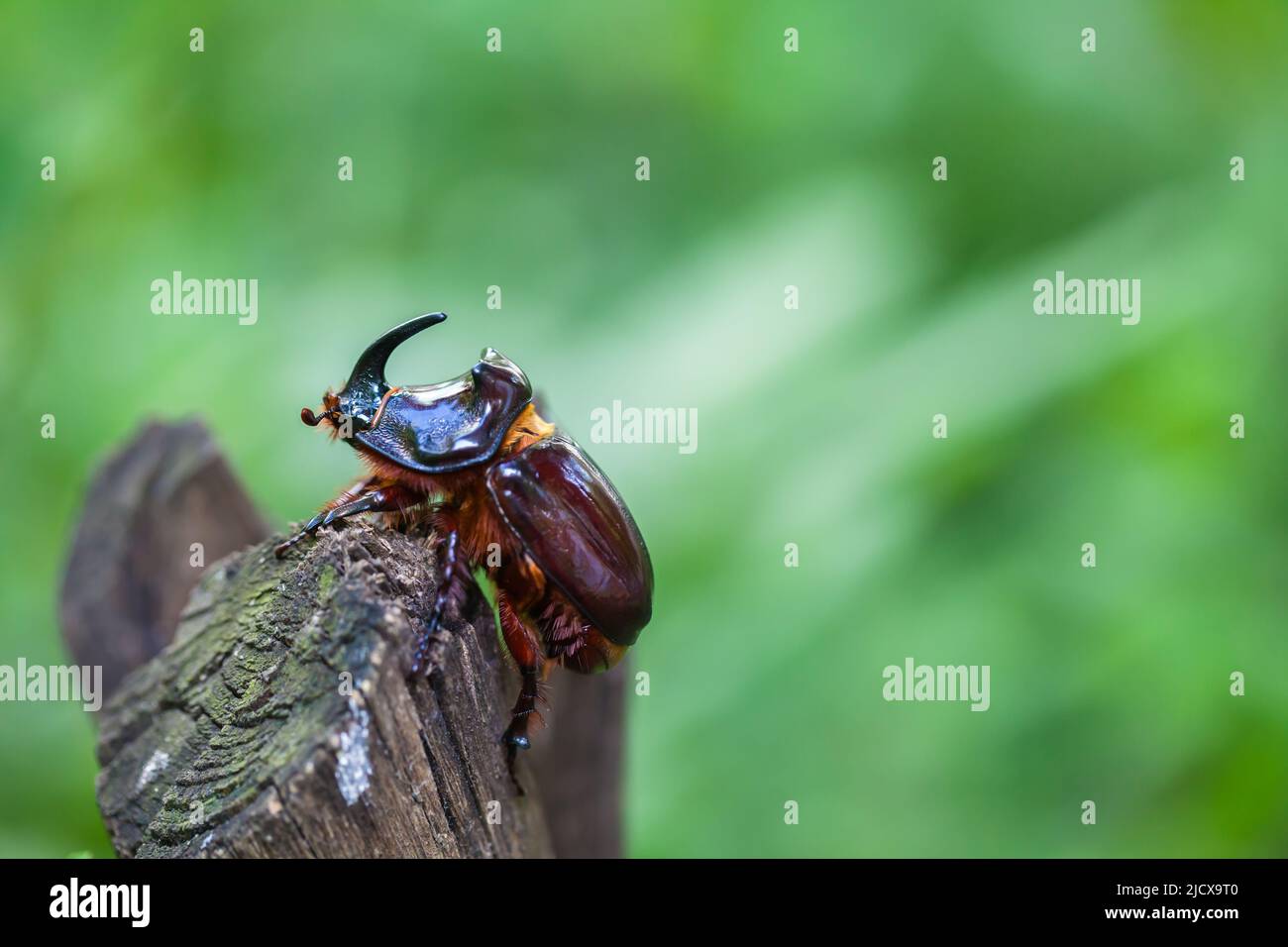 The European rhinoceros beetle (Oryctes nasicornis) is a large flying ...