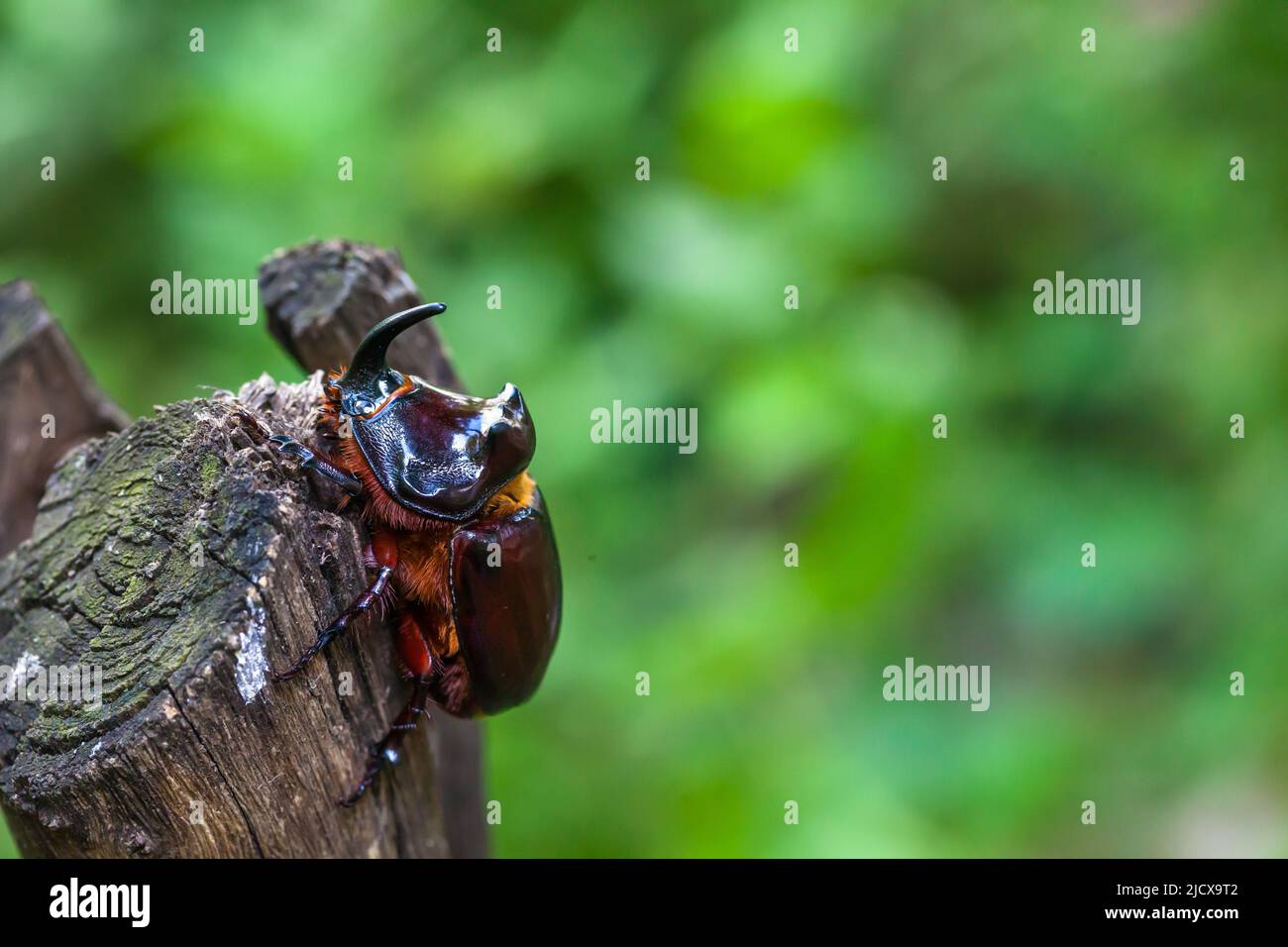 The European rhinoceros beetle (Oryctes nasicornis) is a large flying ...