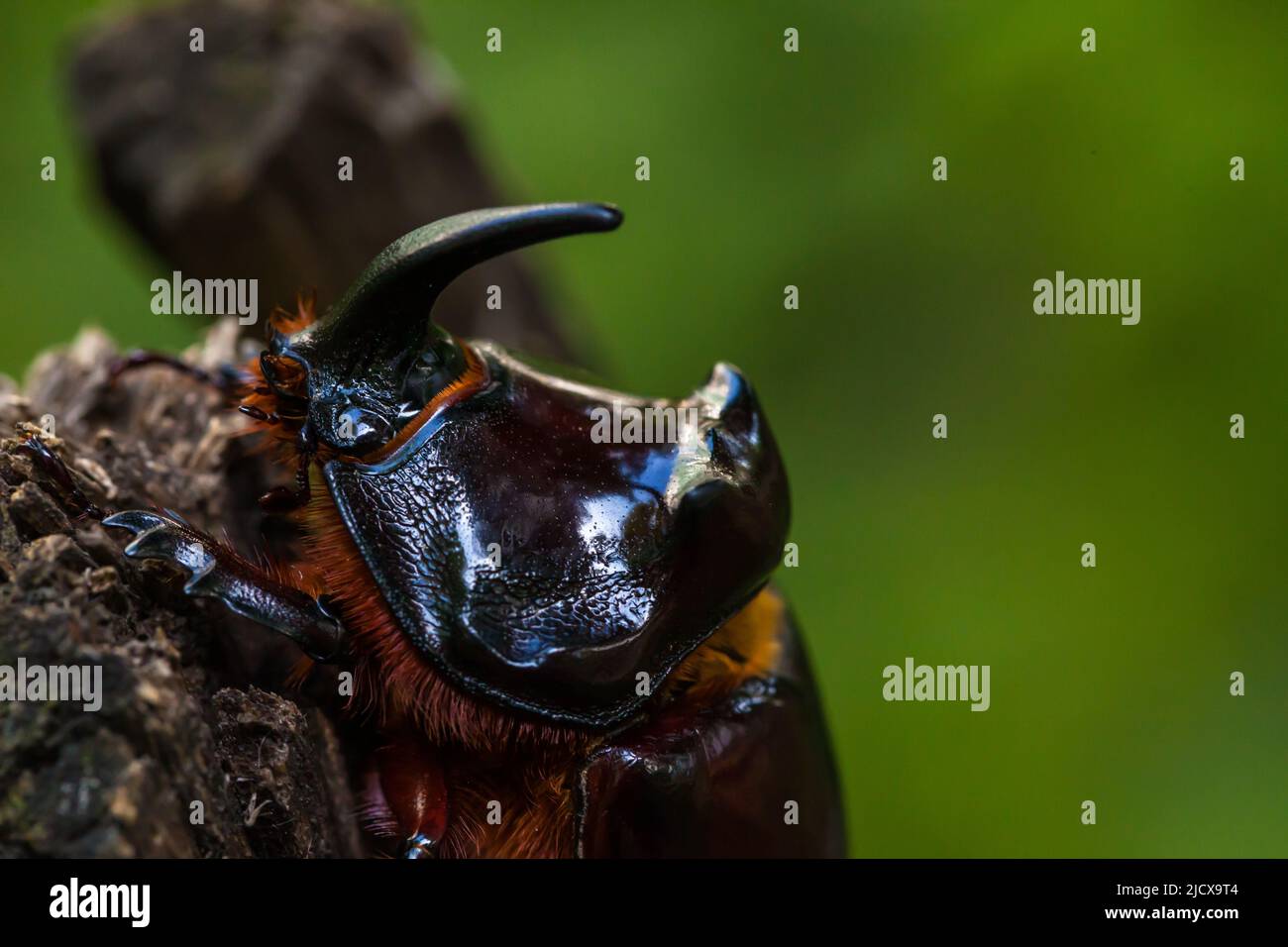 The European rhinoceros beetle (Oryctes nasicornis) is a large flying ...