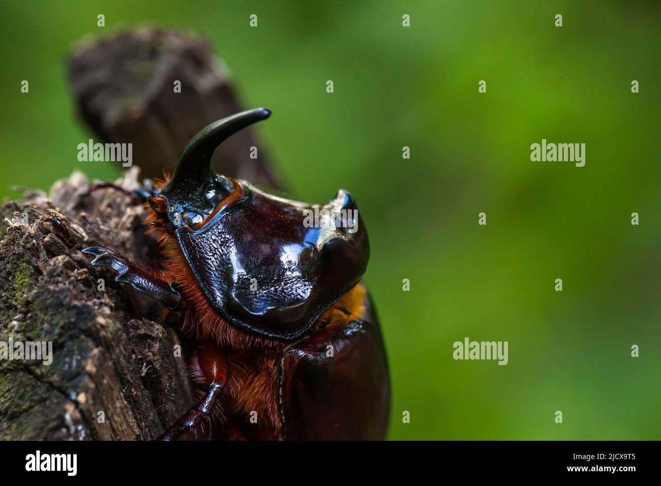 Large flying beetle hi-res stock photography and images - Alamy