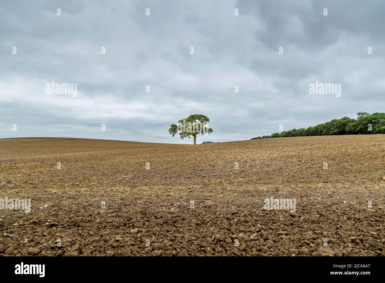 Lone Tree at Easington, near Aylesbury, Oxfordshire, England, United ...