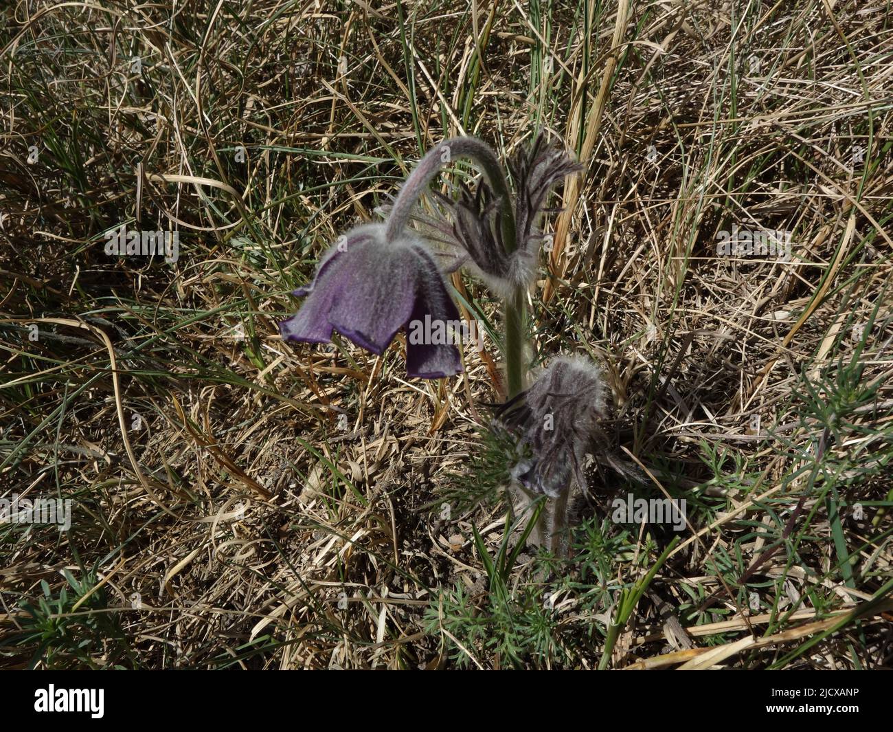Anemone pratensis is a hermaphrodite flower that is aided by bees for ...