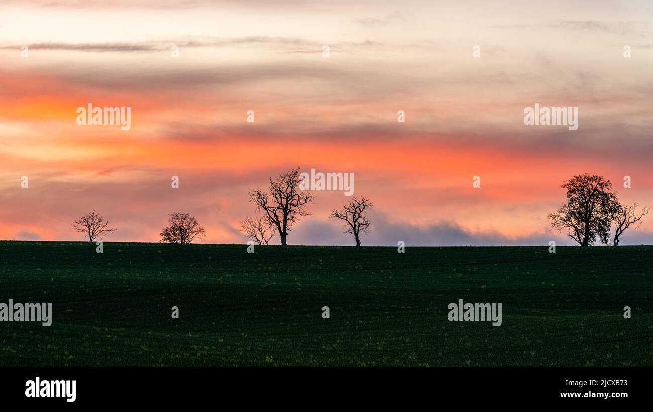Tree trees farm land dawn hi-res stock photography and images - Alamy