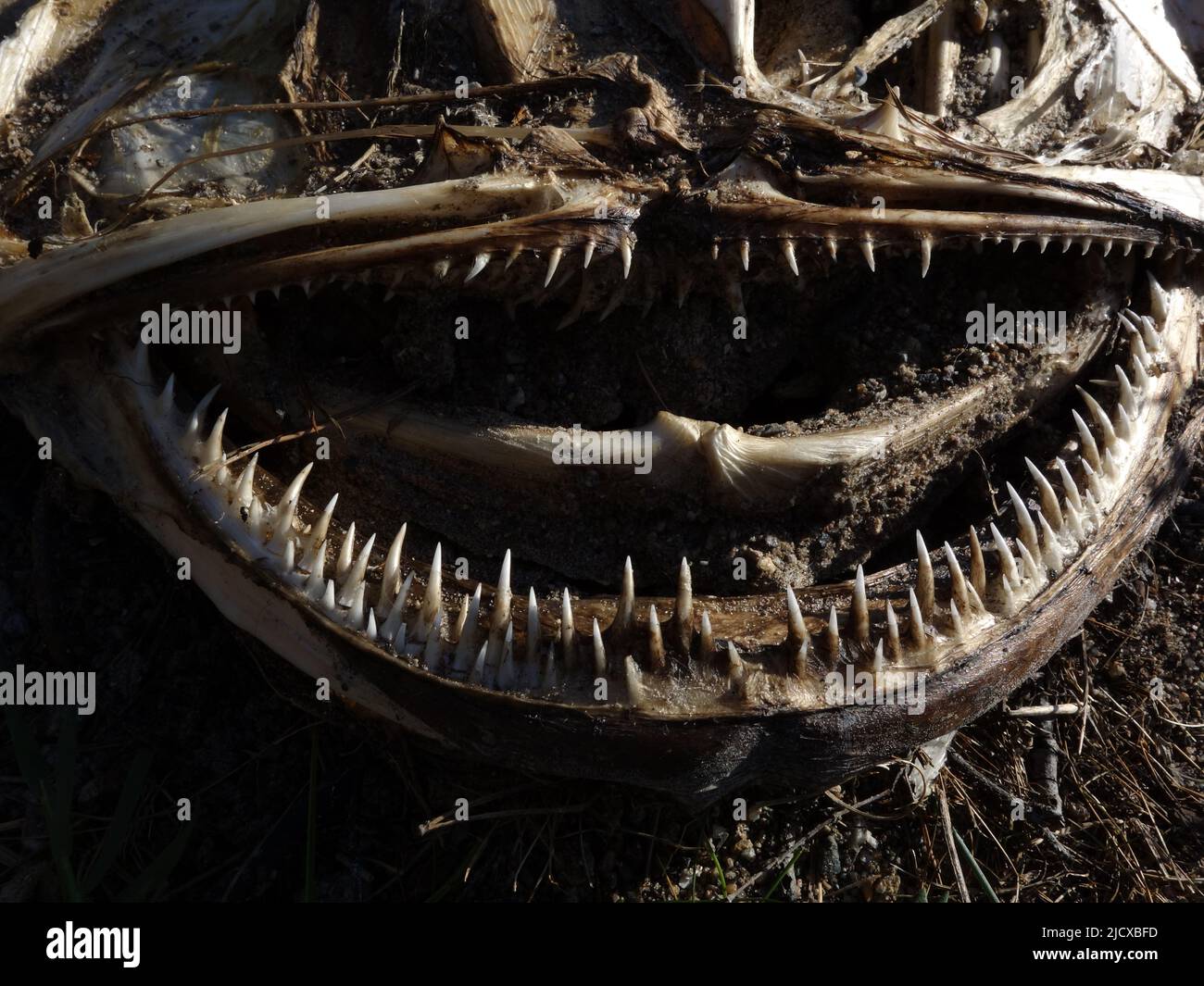 Here the skeleton of the anglerfish shows its powerful jaw. You can ...