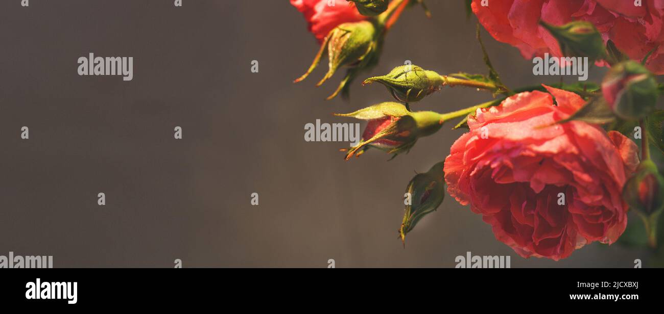 red rose with strong contrast and water drops on black background Stock ...
