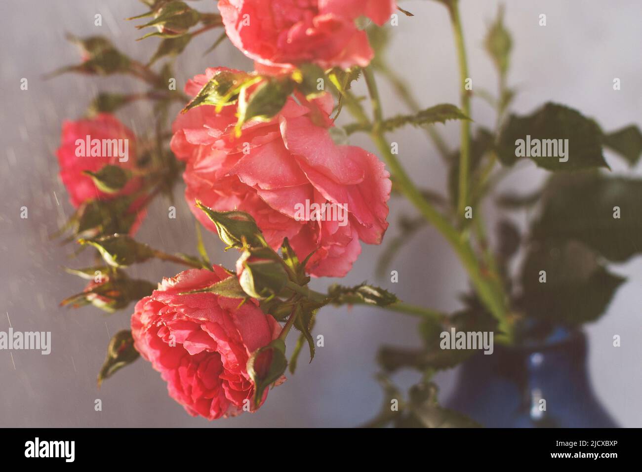 red rose with strong contrast and water drops on gray background ...