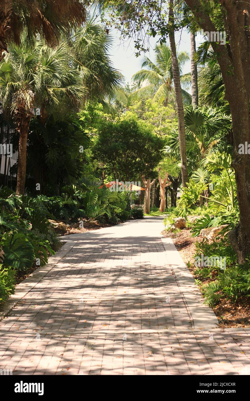 A paved path leading thru the lush tropical meadow full of leafy plants ...