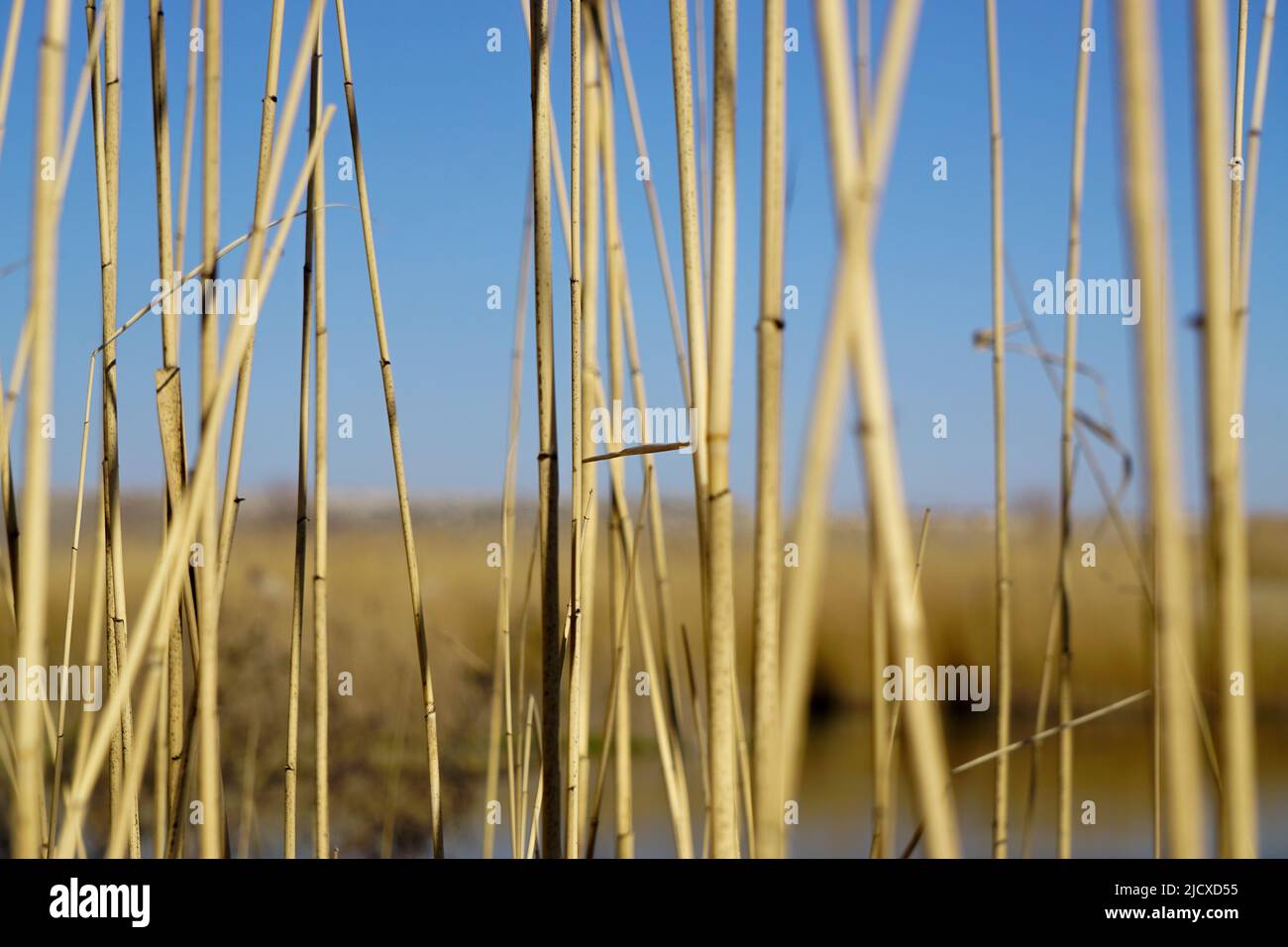 Reed bed background hi-res stock photography and images - Alamy