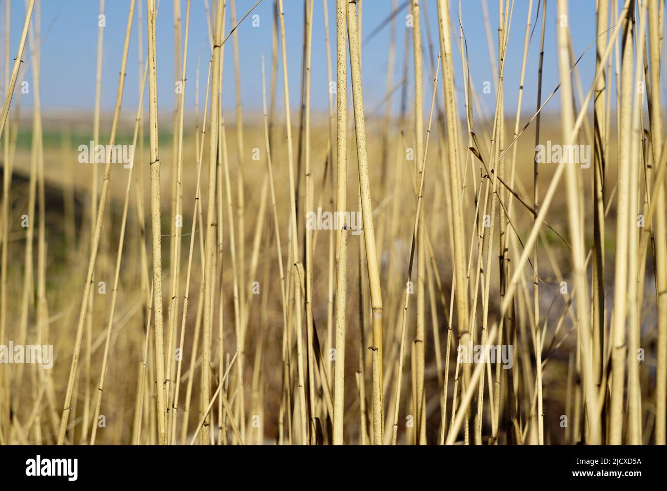 Reed bed texture hi-res stock photography and images - Alamy
