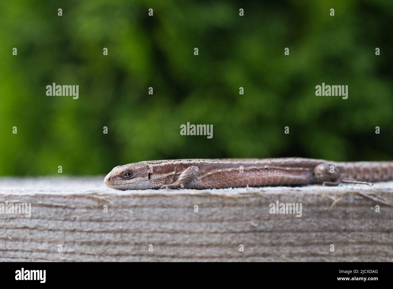 Green grass lizard hi-res stock photography and images - Alamy