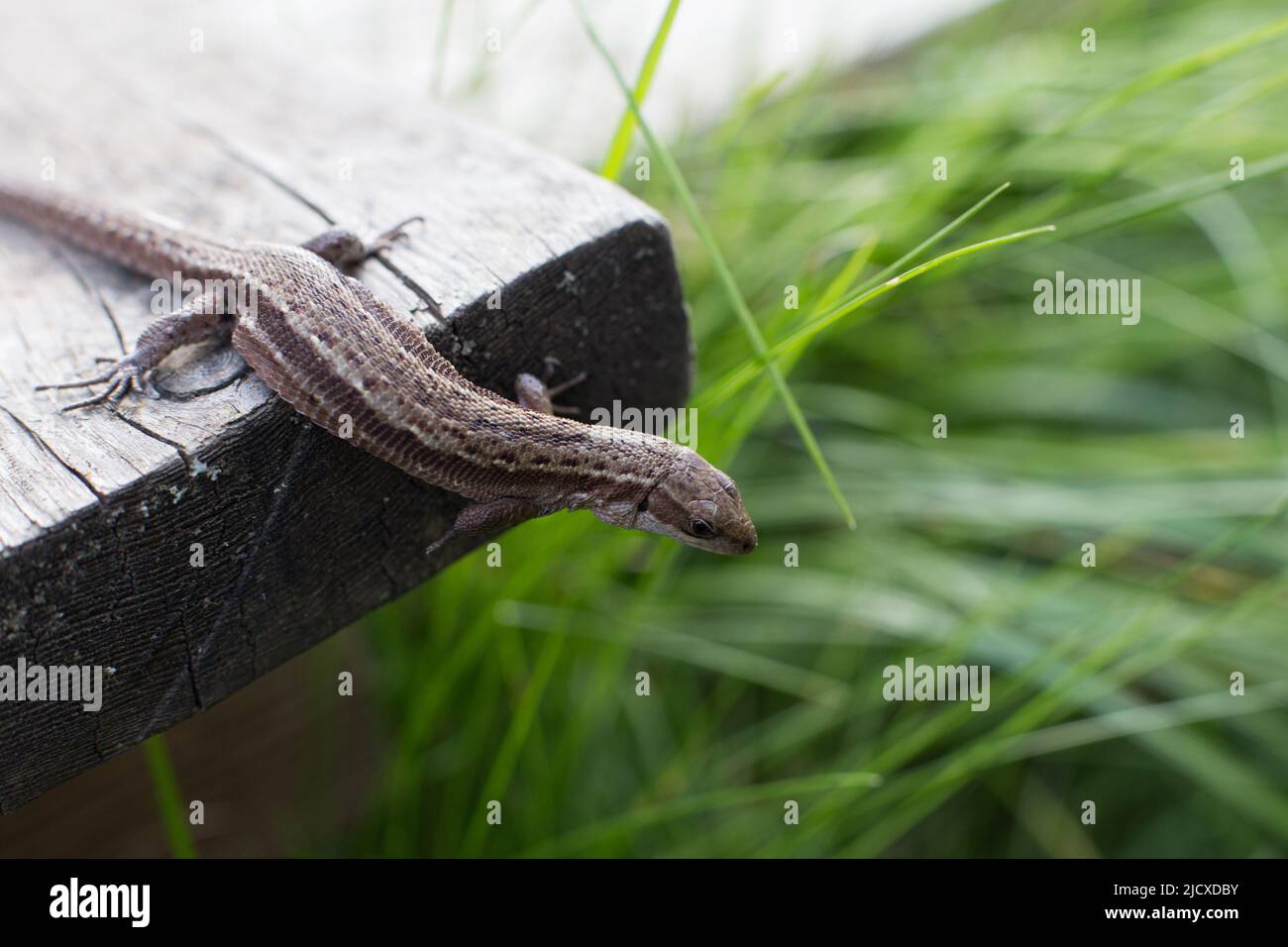 Green grass lizard hi-res stock photography and images - Alamy