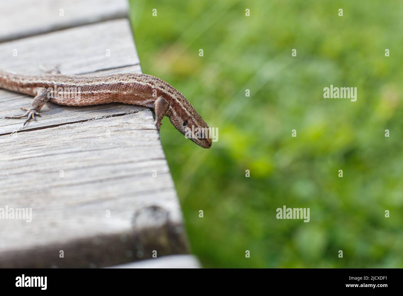Green grass lizard hi-res stock photography and images - Alamy