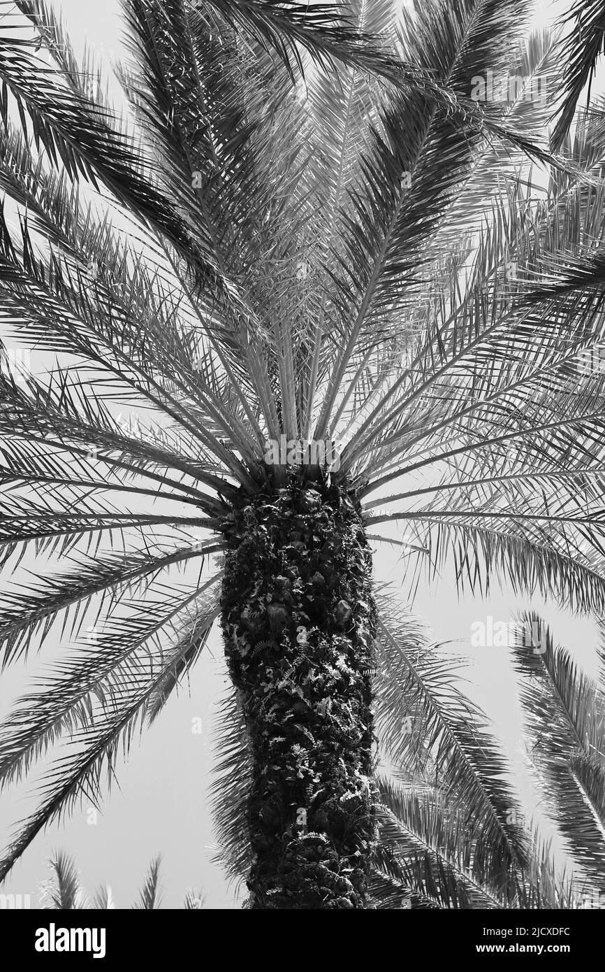 Lush tropical palm trees growing in the meadow set against the Florida ...