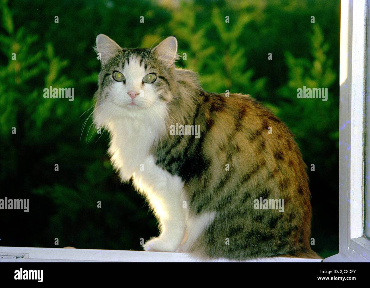 Miss our beloved deceased cat Stock Photo - Alamy