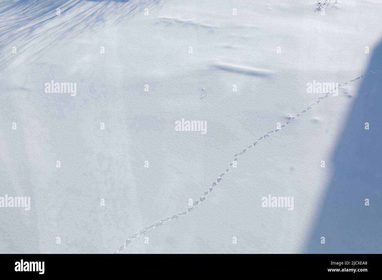View from the window on footprints in the snow Stock Photo - Alamy